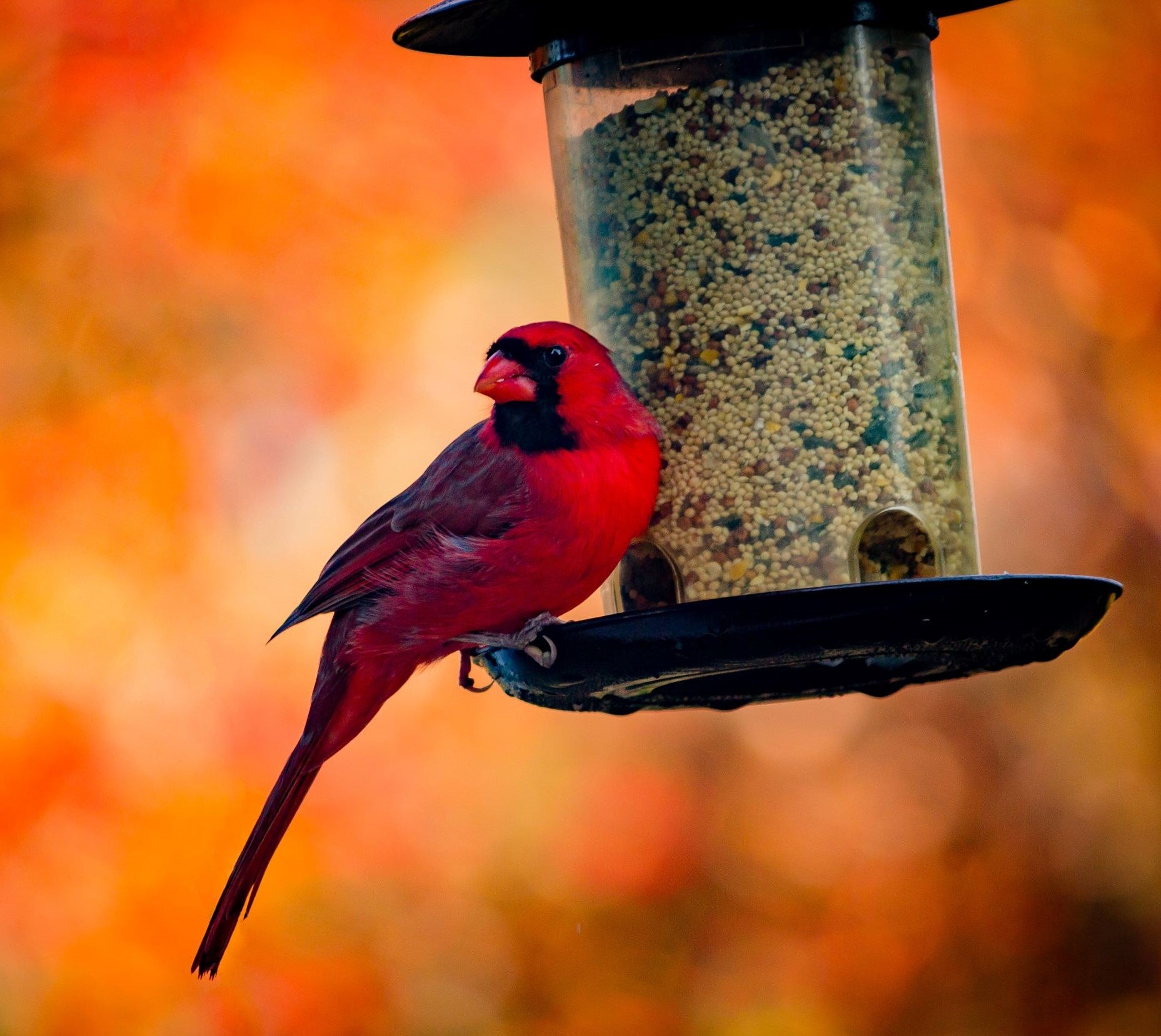 Wild Bird & Critter – Tolonen Family Pet Shop